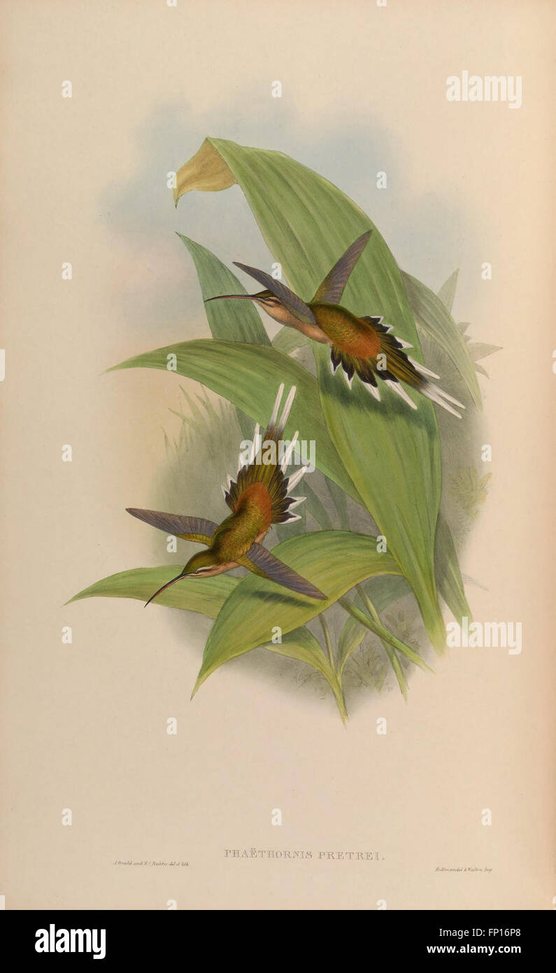 This monograph on the Trochilidae family of hummingbirds includes Plate ...