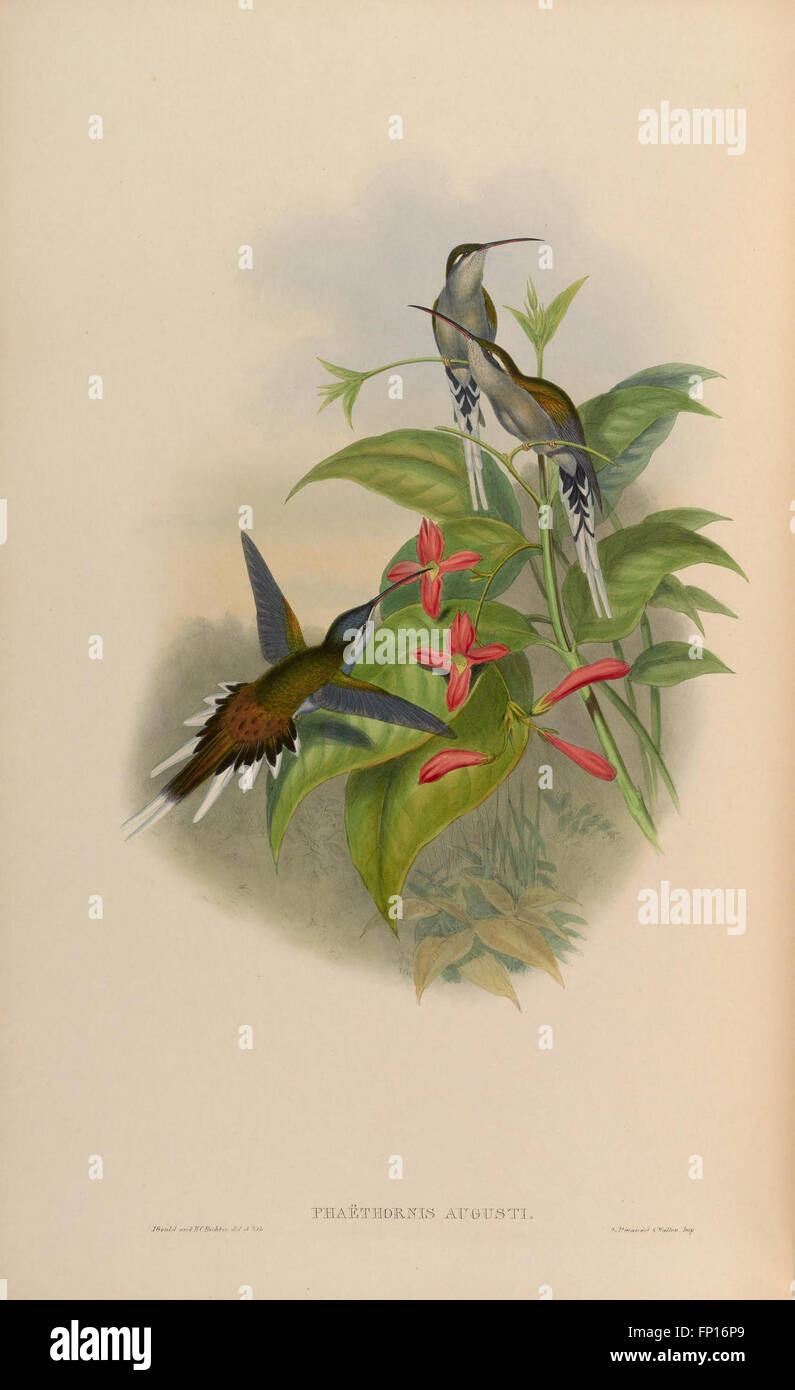 This monograph provides a detailed study of the Trochilidae family ...