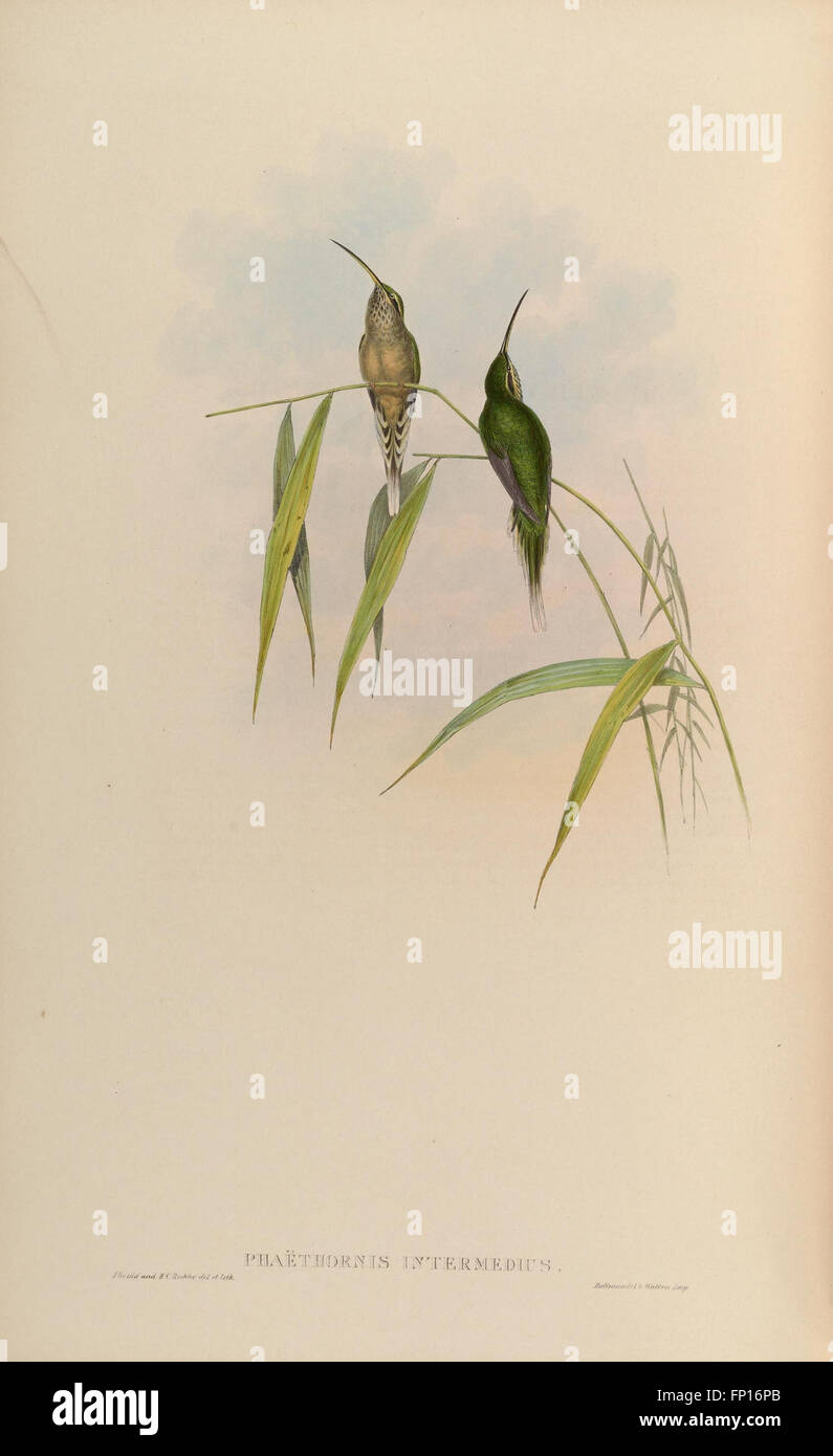 This monograph focuses on the Trochilidae family of hummingbirds ...