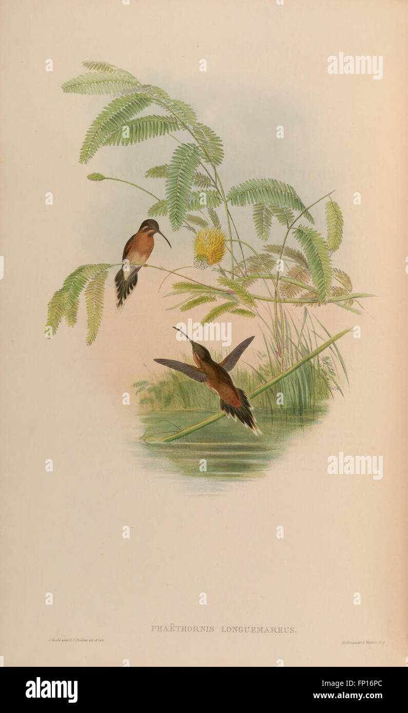 This monograph provides a detailed study of the Trochilidae family ...