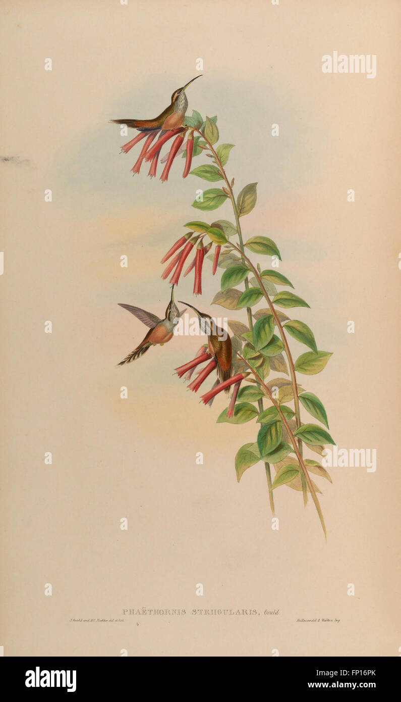 This plate from the 'Monograph of the Trochilidae' presents detailed ...