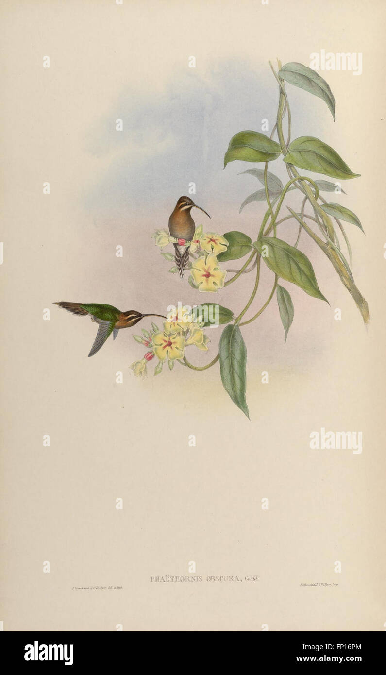 This monograph presents a detailed study of the Trochilidae family ...