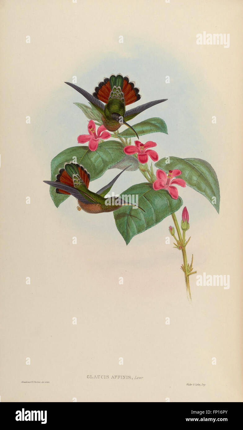 This monograph provides a detailed study of the Trochilidae family ...