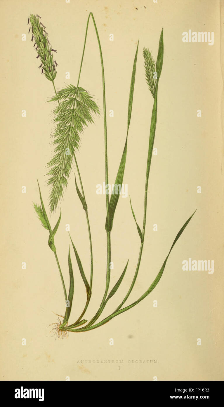 This work offers a comprehensive study of British grasses, with Plate I ...