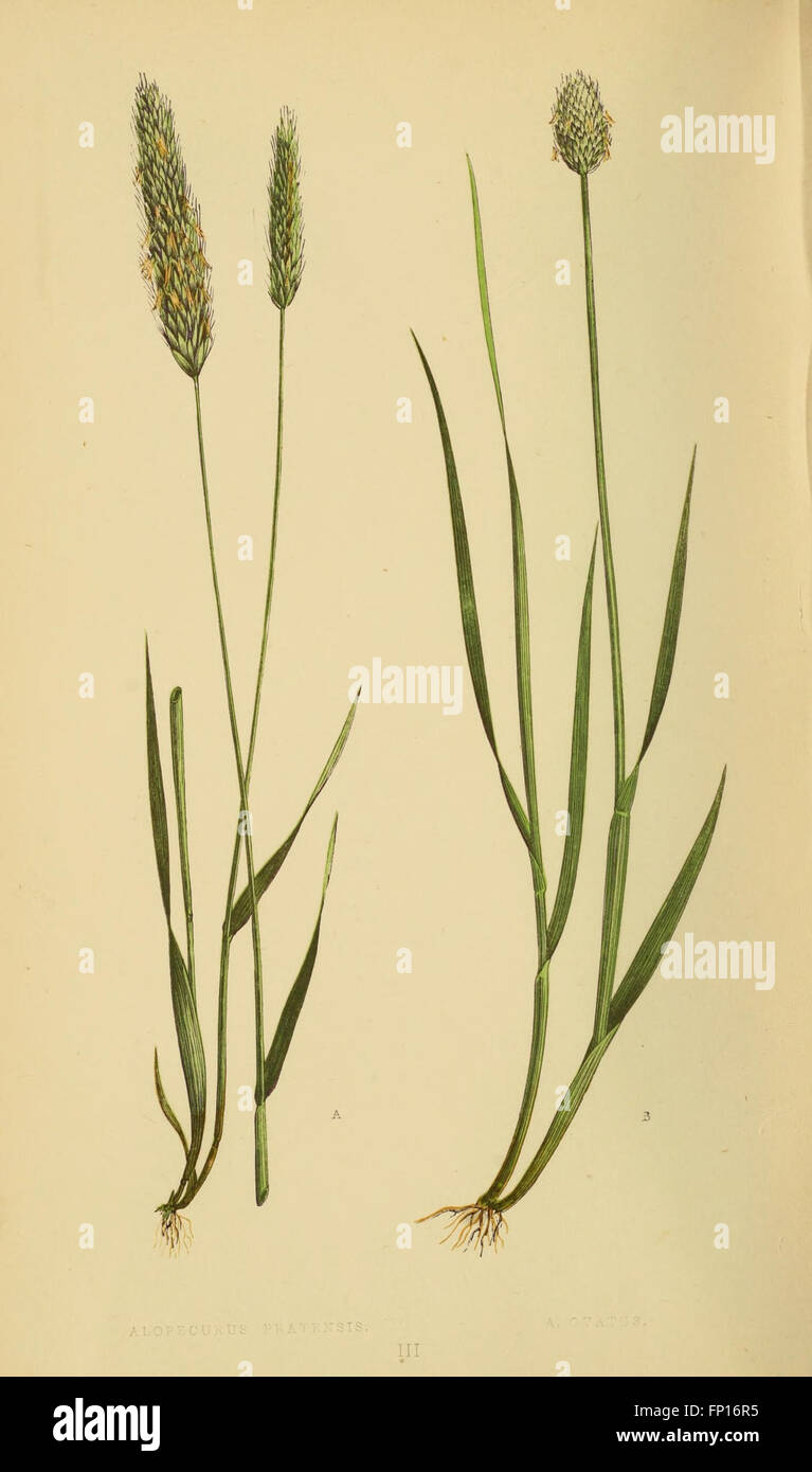 Plate III from 'A Natural History of British Grasses' illustrates ...