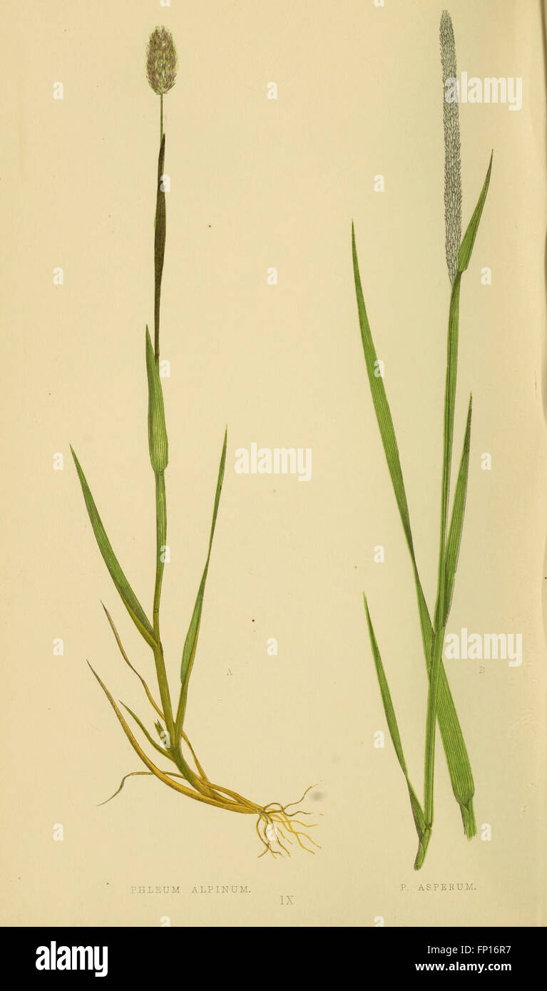 A natural history of British grasses (Plate IX Stock Photo - Alamy