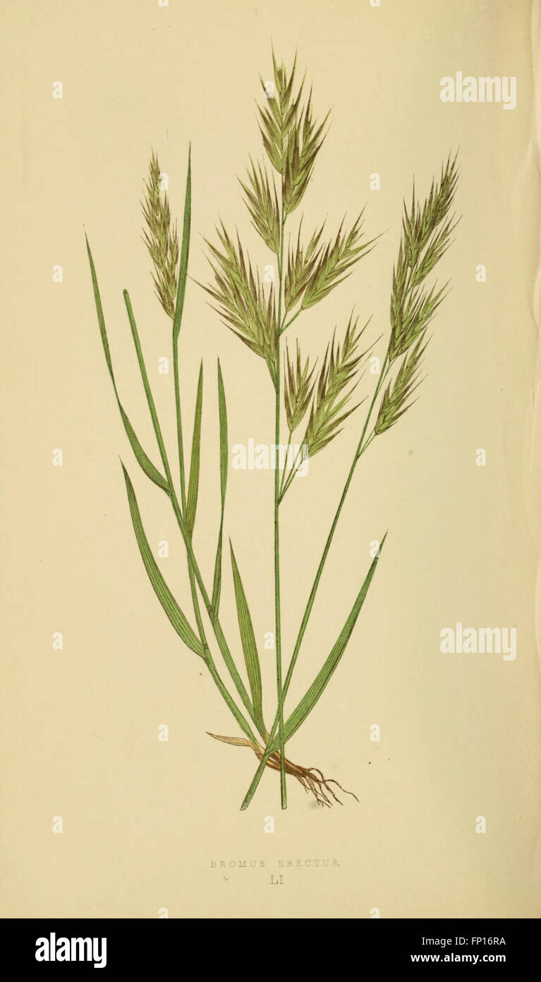 This plate from 'A Natural History of British Grasses' presents a ...