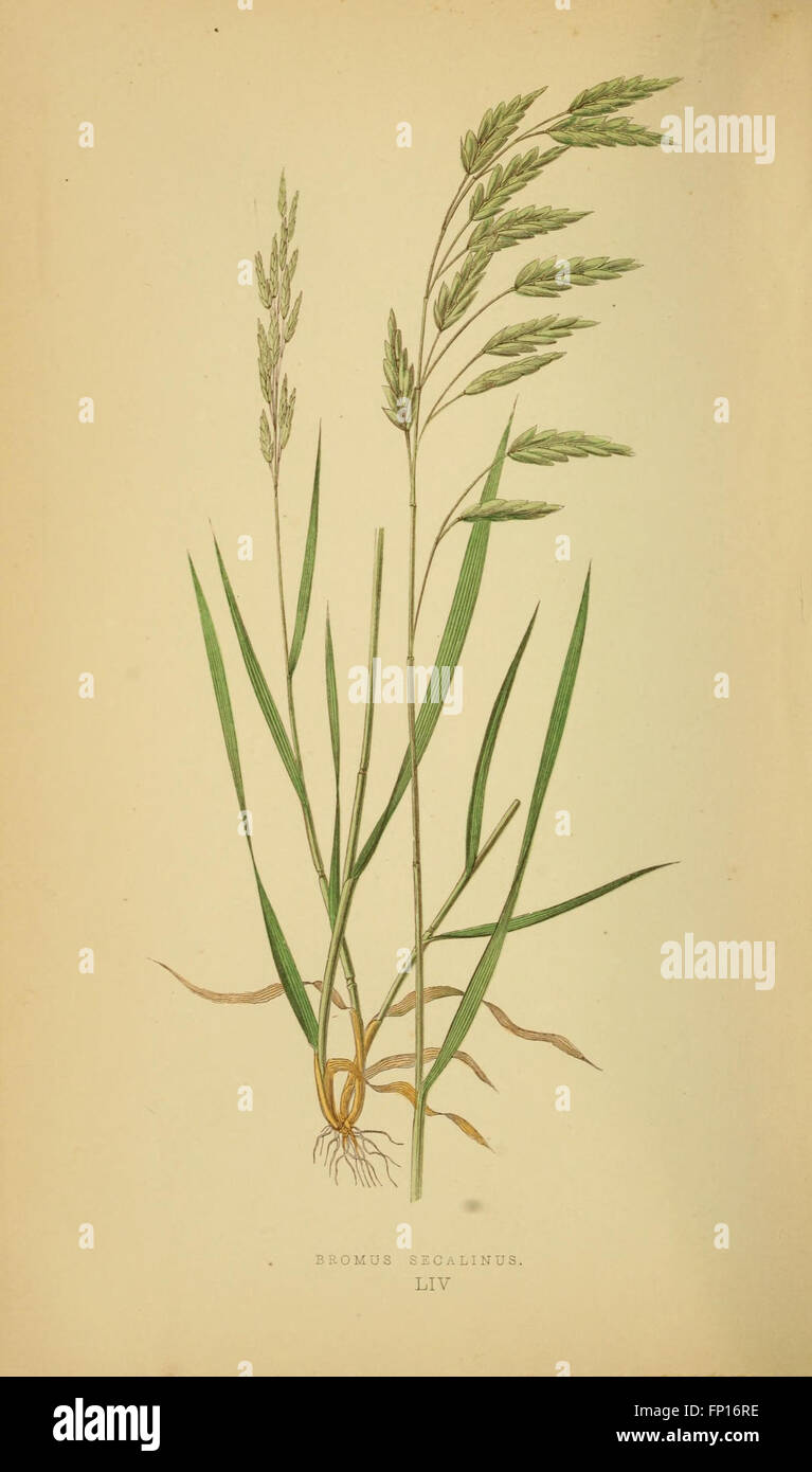 *A Natural History of British Grasses* (Plate LIV) is a detailed study ...
