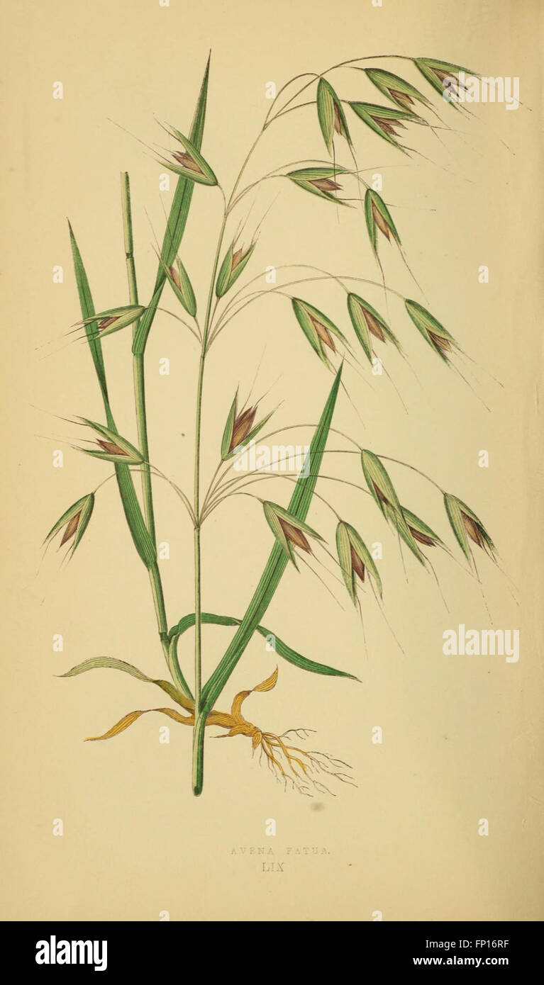 This plate in 'A Natural History of British Grasses' provides a ...