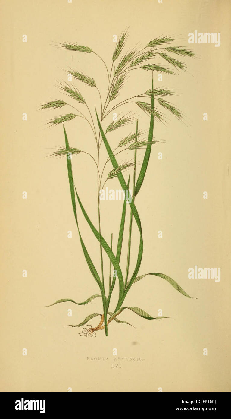 Detailed illustration of various grass species hi-res stock photography ...