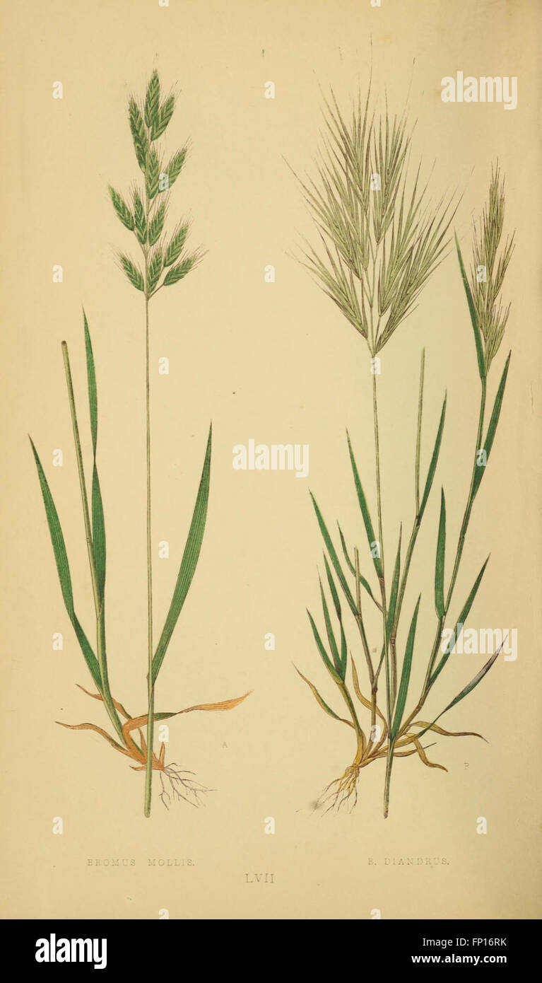 This work provides a detailed examination of British grasses, including ...