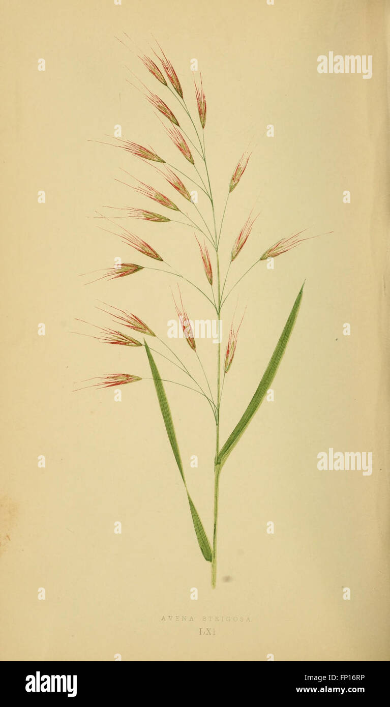 This plate from 'A Natural History of British Grasses' provides ...