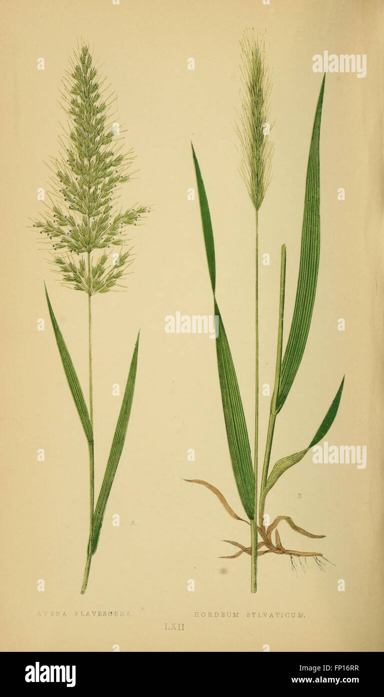 Natural history british grasses plate hi-res stock photography and ...