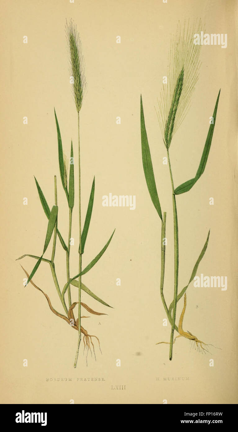 This plate features an illustrated guide to the natural history of ...