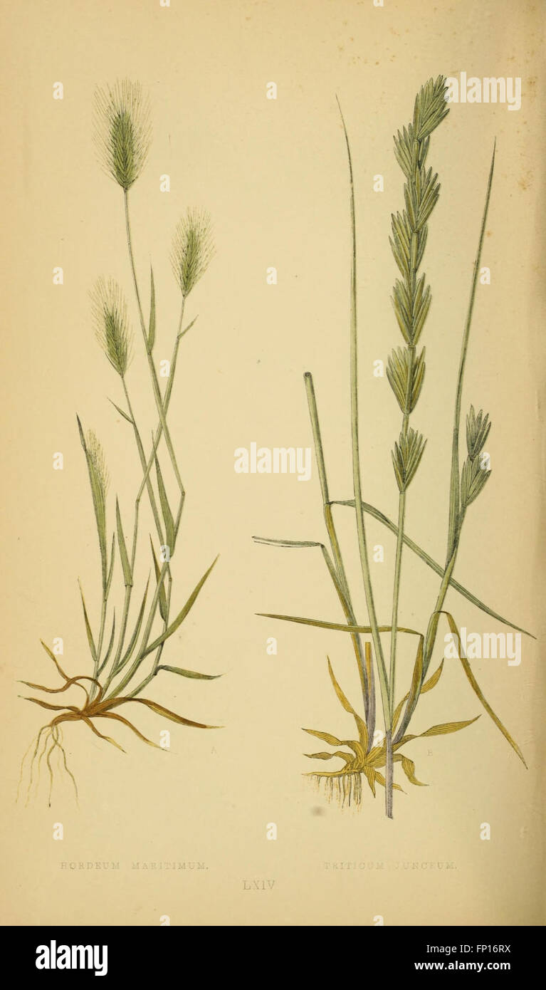 A detailed plate from a natural history of British grasses, showcasing ...