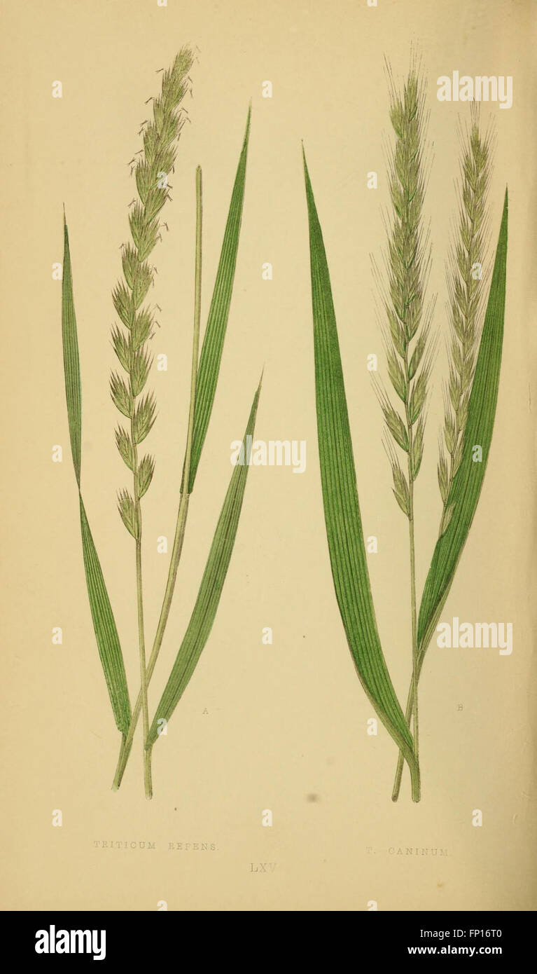 Plate LXV from *A Natural History of British Grasses* features detailed ...