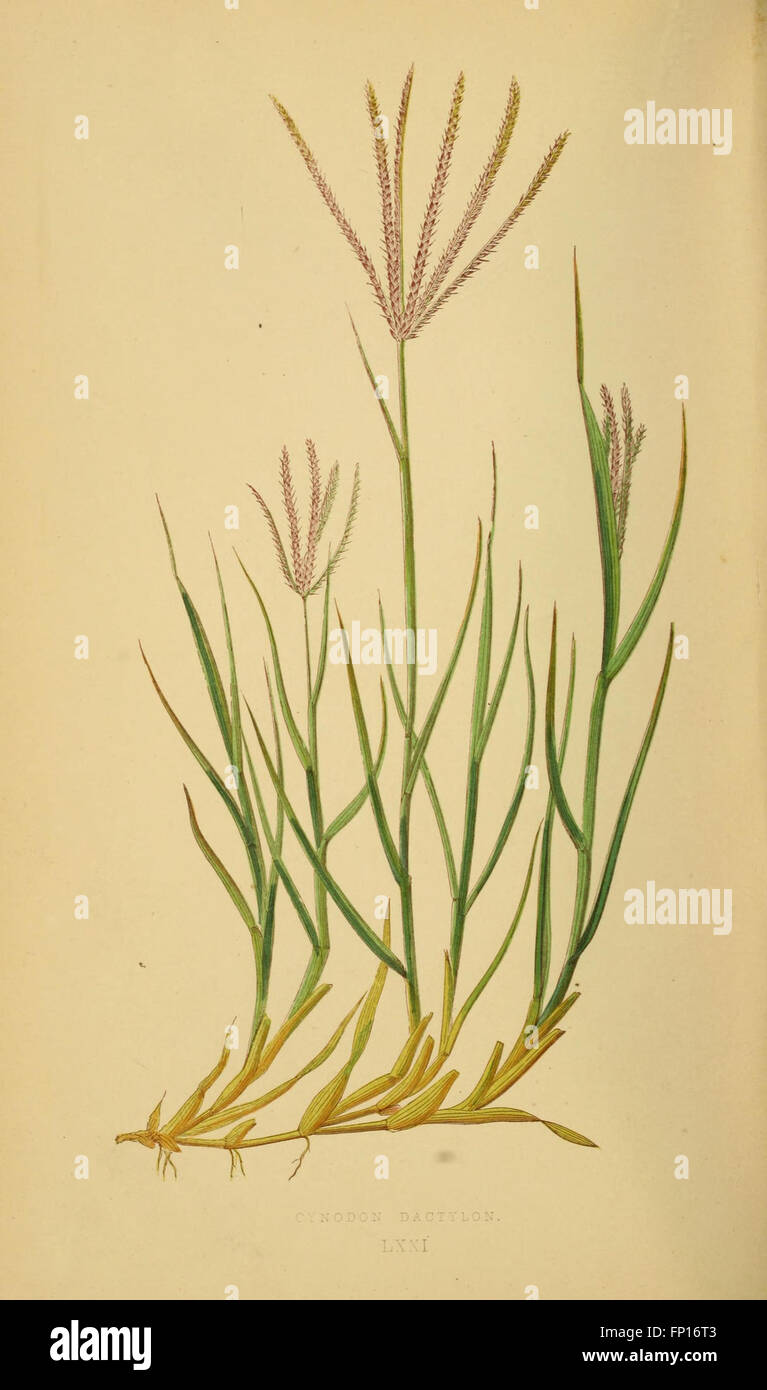This plate, part of a larger study on British grasses, provides a ...