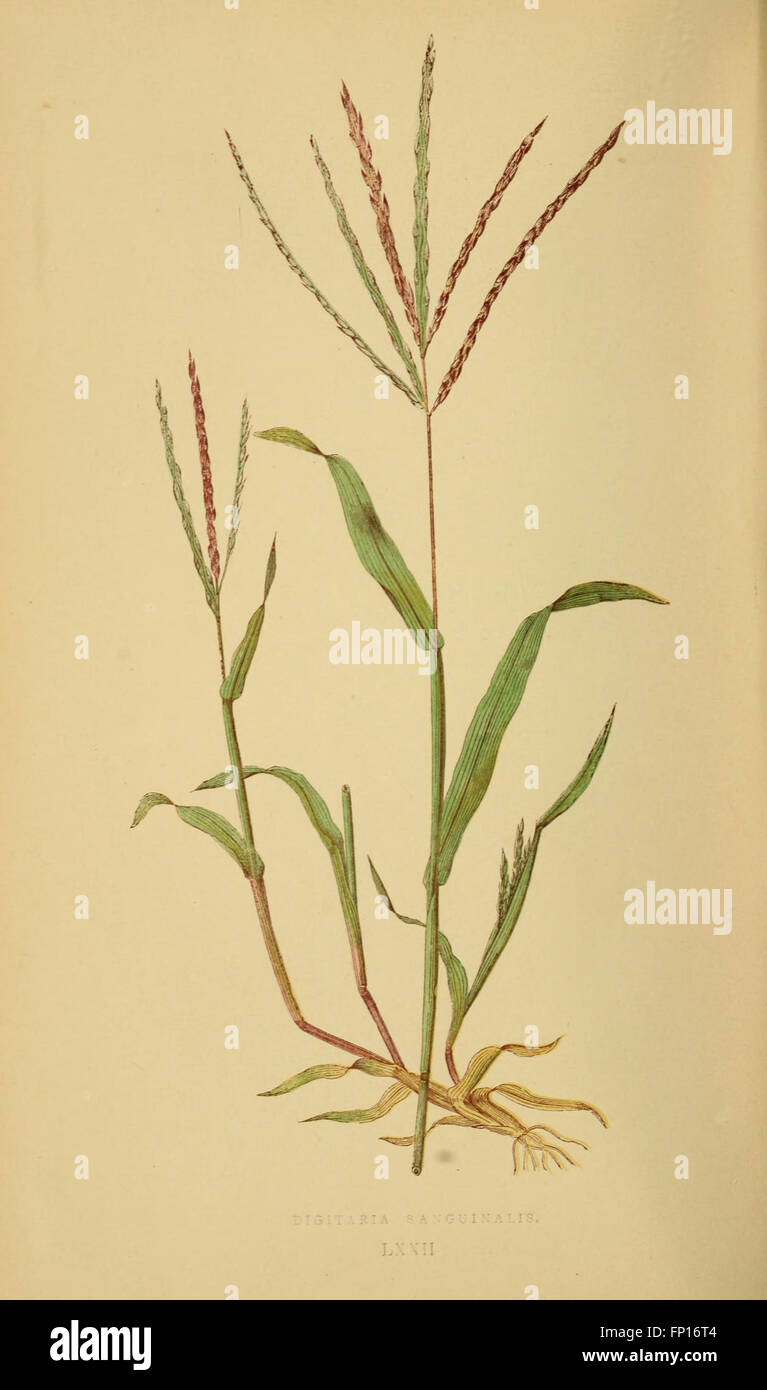 'A Natural History of British Grasses' (Plate LXXII) examines the ...
