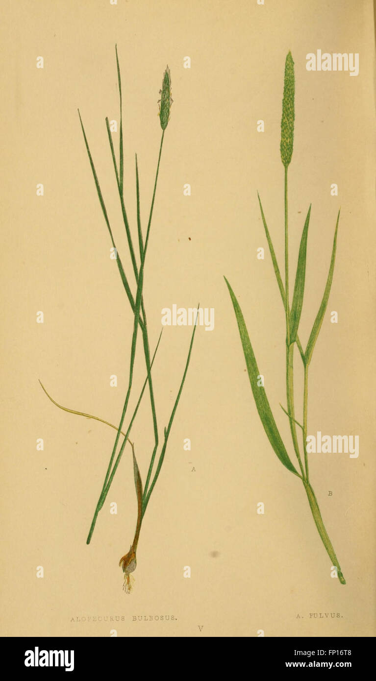 A natural history of British grasses (Plate V Stock Photo - Alamy