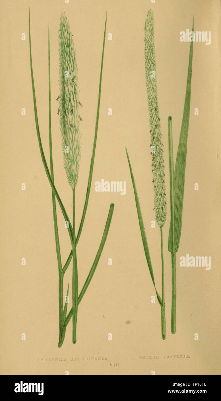 Natural history british grasses plate hi-res stock photography and ...