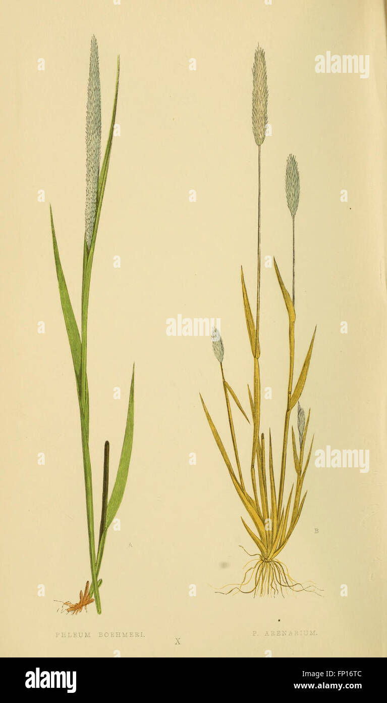 This work provides a detailed natural history of British grasses ...
