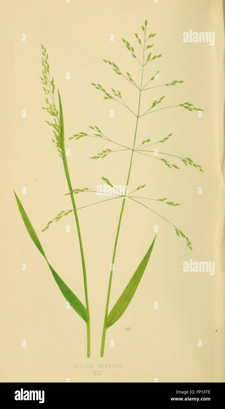 Plate XII of 'A Natural History of British Grasses' illustrates various ...