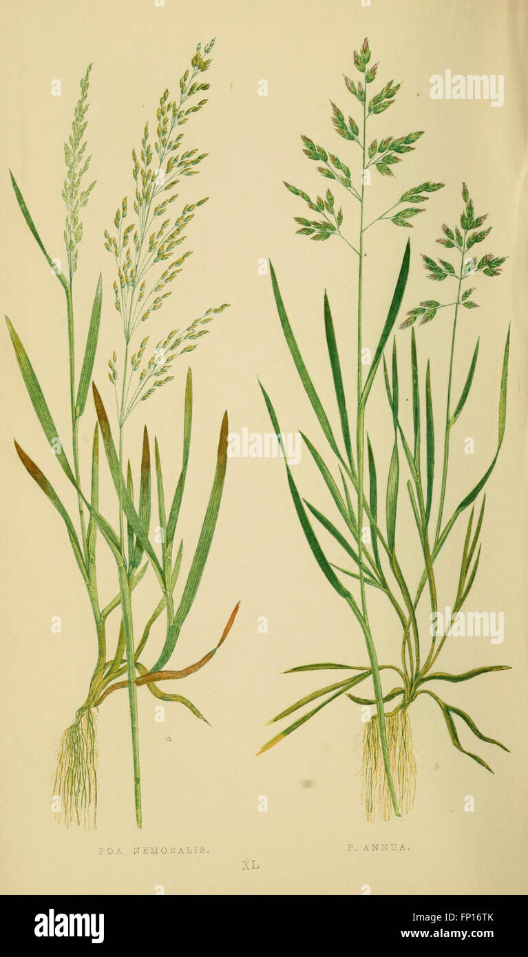 'A Natural History of British Grasses' provides detailed descriptions ...