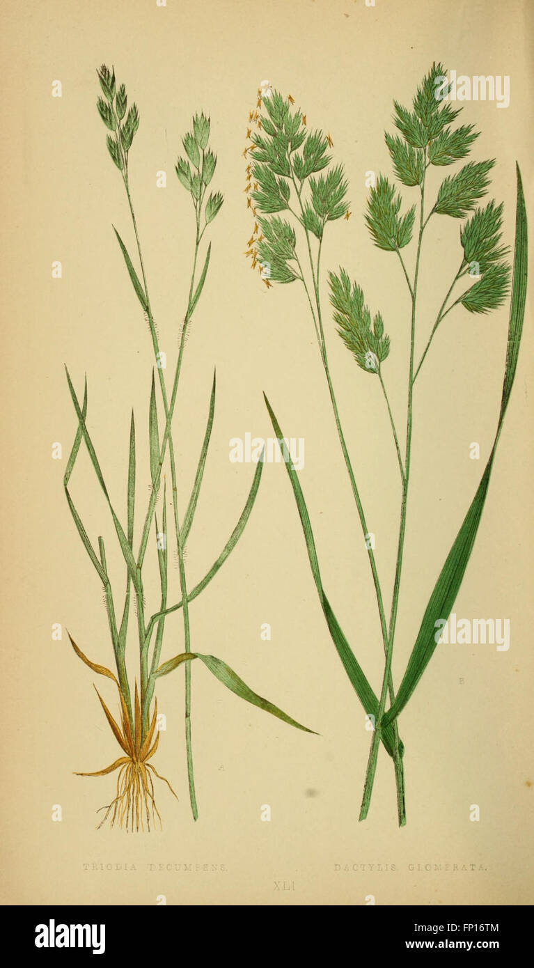 A detailed study of British grasses, including an illustration on plate ...