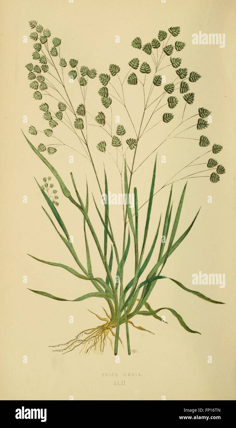 This plate from 'A Natural History of British Grasses' presents various ...