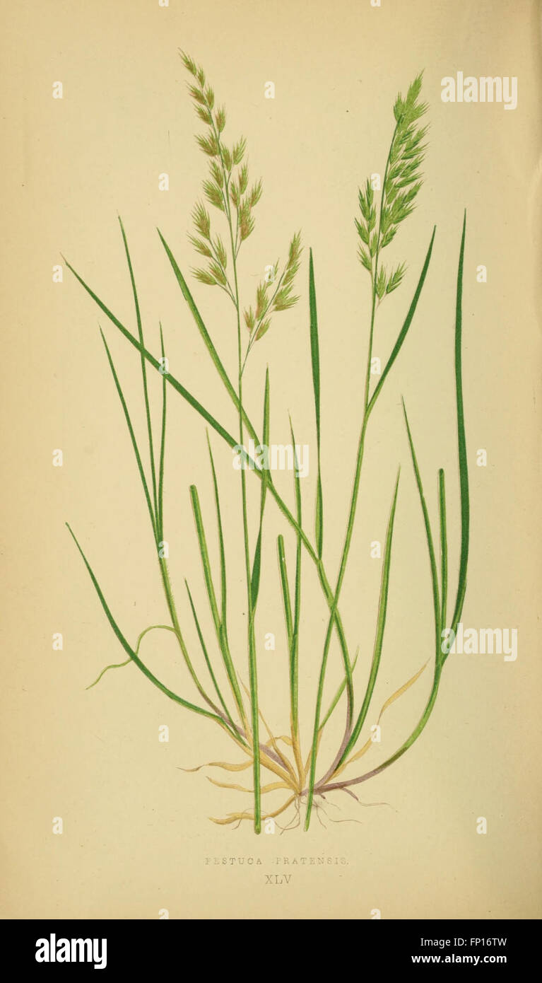 Detailed illustration of various grass species hi-res stock photography ...