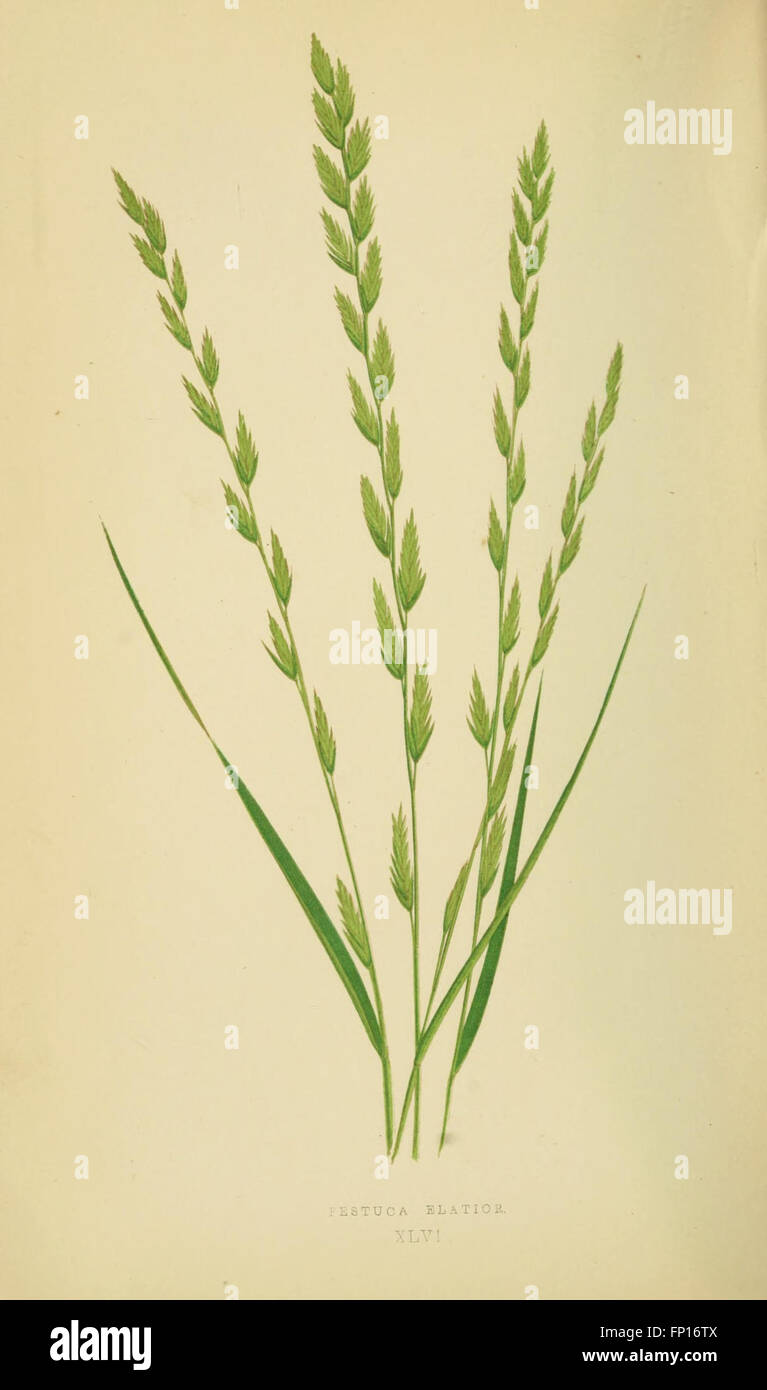 A Natural History of British Grasses, Plate XLVI, provides detailed ...