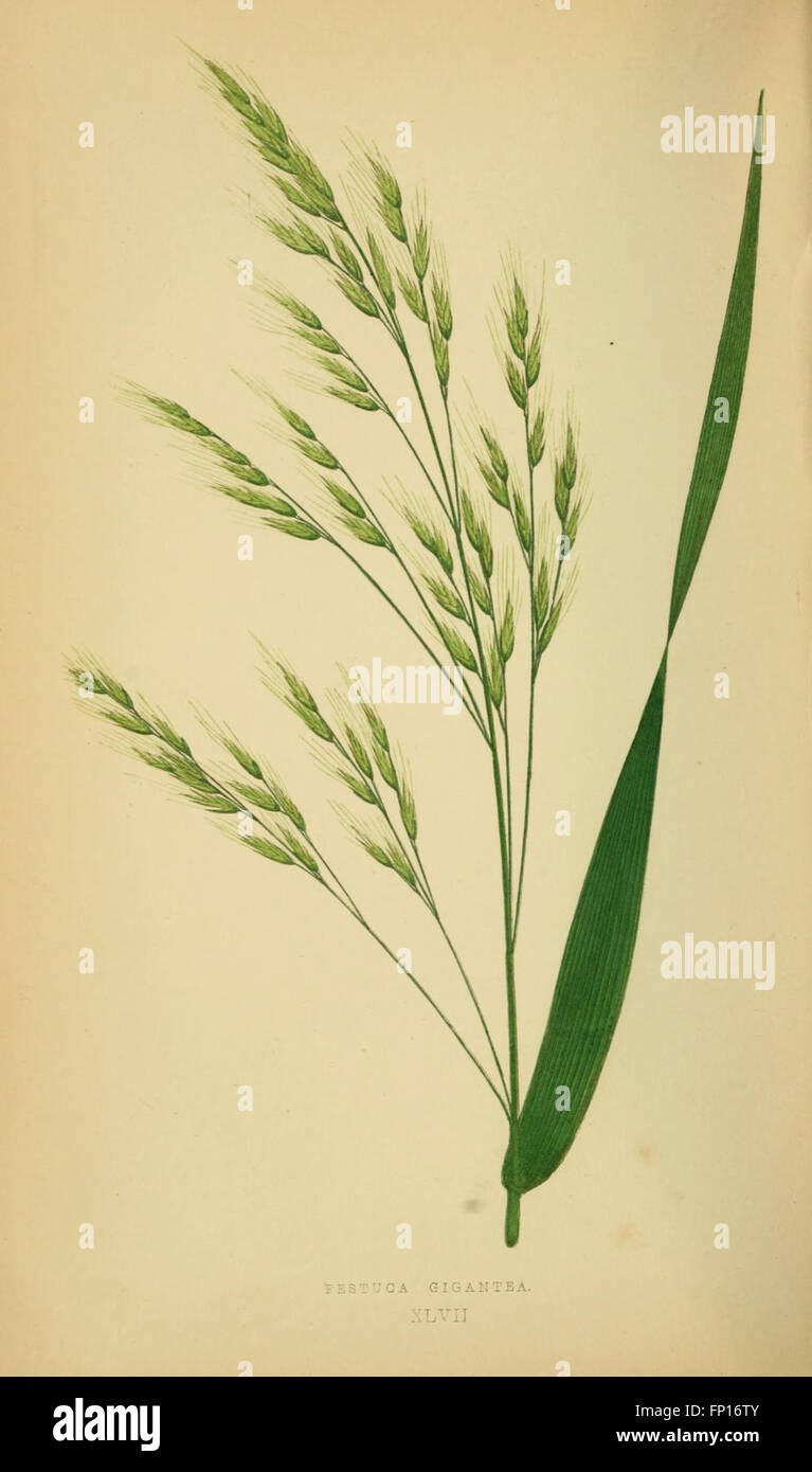 This plate showcases various species of British grasses, detailing ...