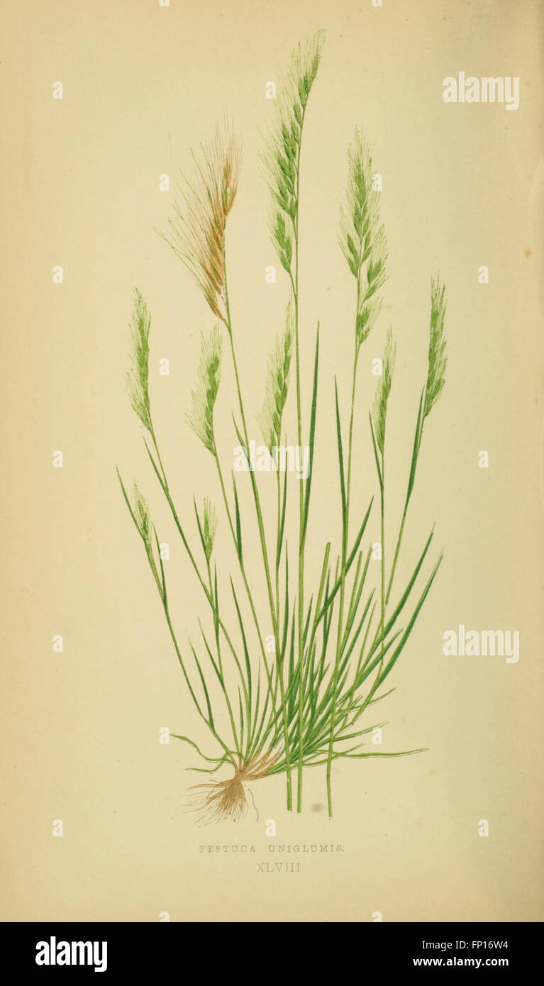 Showcasing detailed illustrations of grasses hi-res stock photography ...