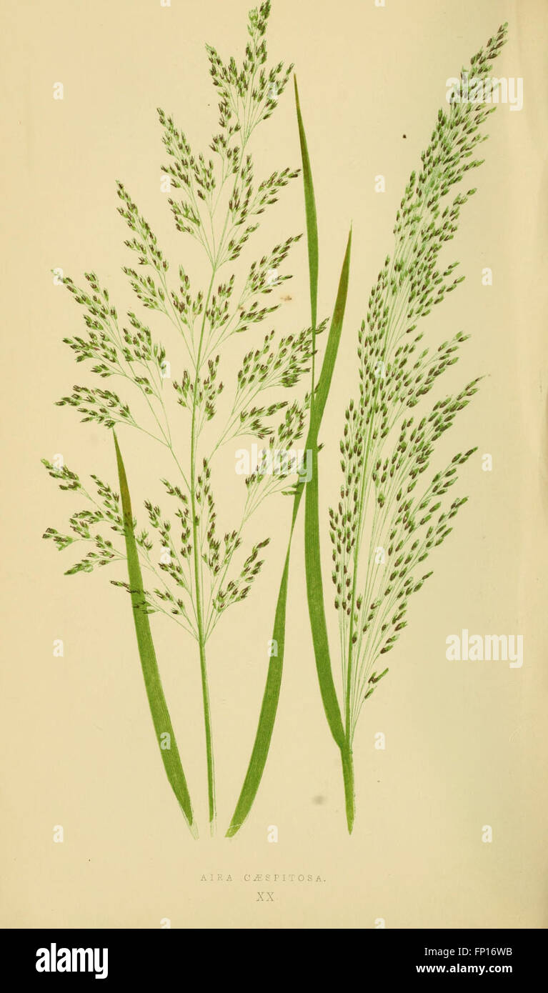 'A Natural History of British Grasses' offers an in-depth examination ...