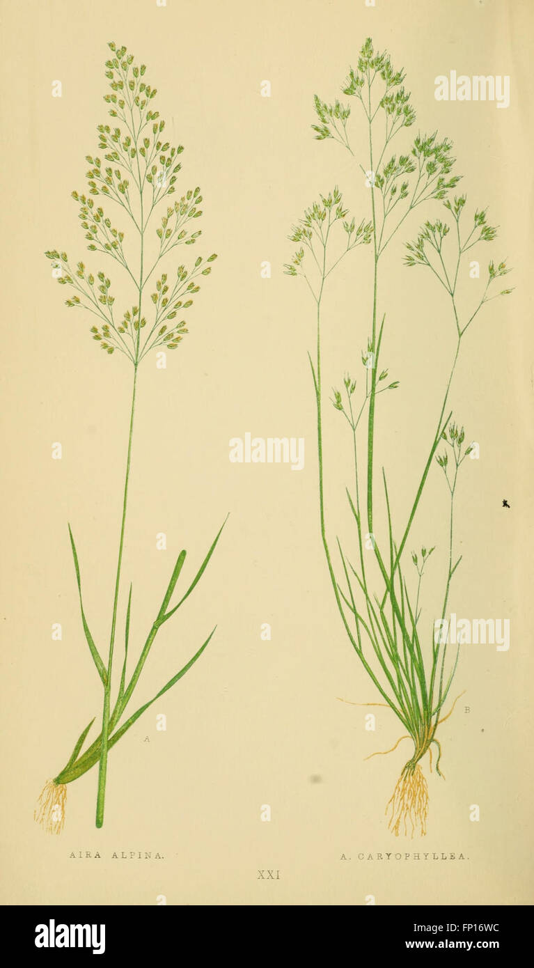 Natural history british grasses plate hi-res stock photography and ...