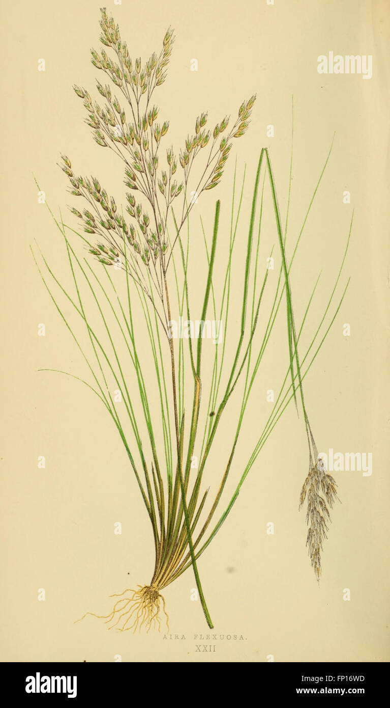 'A Natural History of British Grasses' (Plate XXII) provides detailed ...