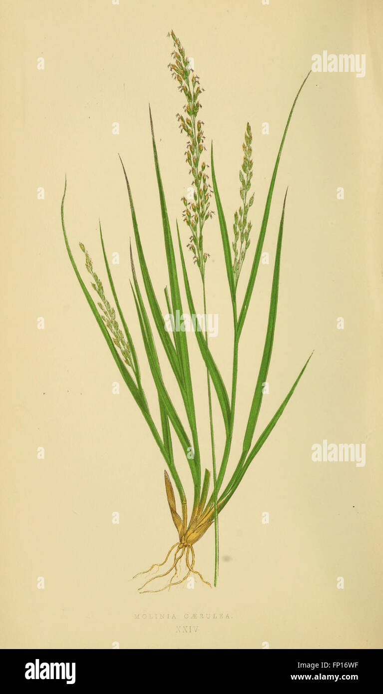 Natural history british grasses plate hi-res stock photography and ...