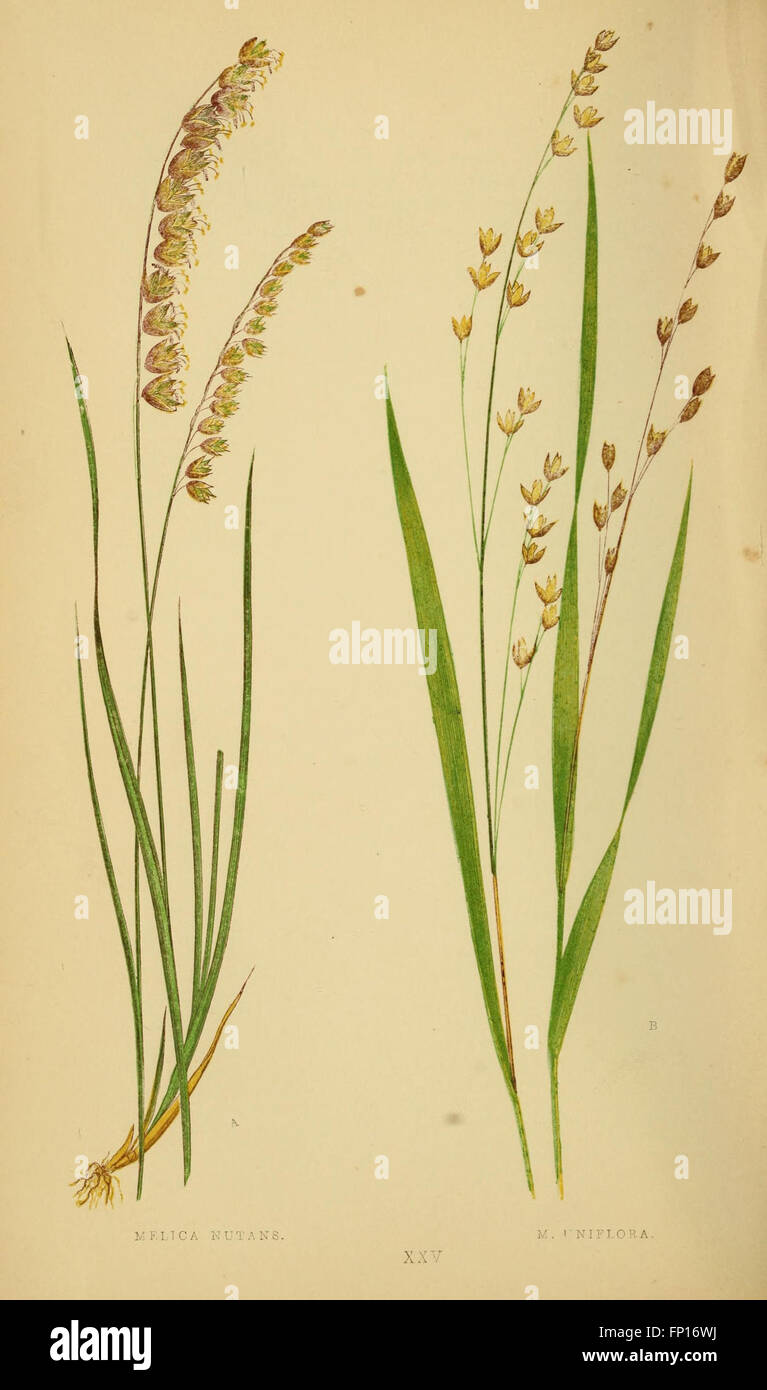 Grass types hi-res stock photography and images - Alamy