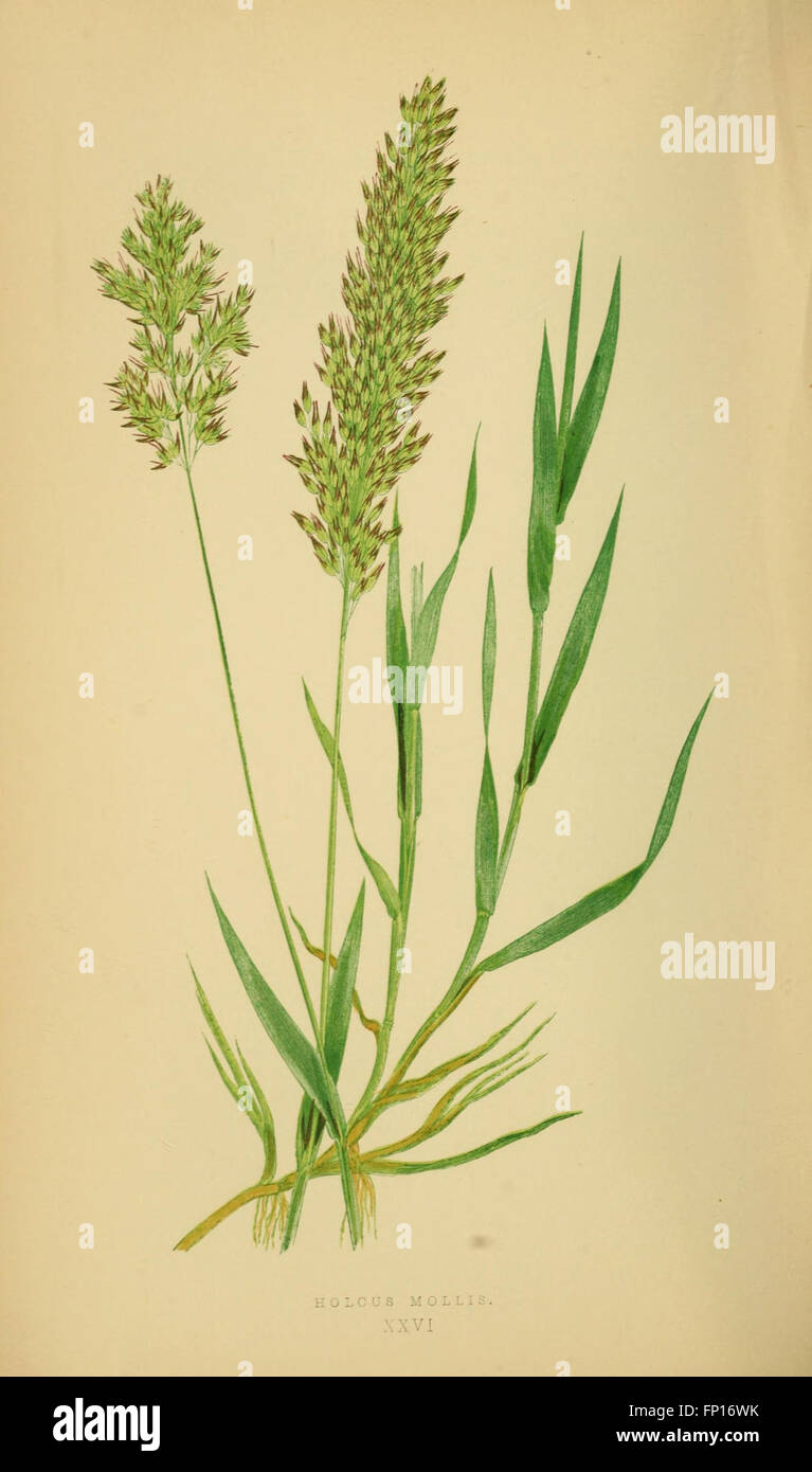 Natural history british grasses plate hi-res stock photography and ...