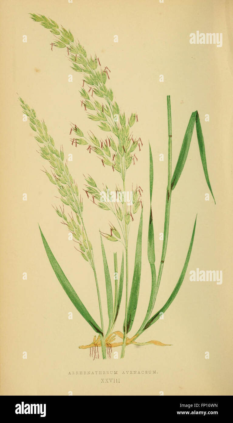 Natural history british grasses plate hi-res stock photography and ...
