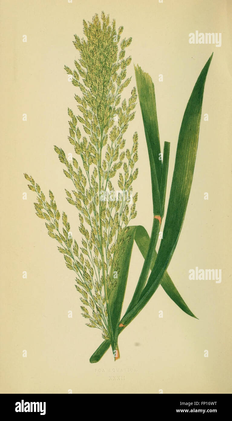 Natural history british grasses plate hi-res stock photography and ...