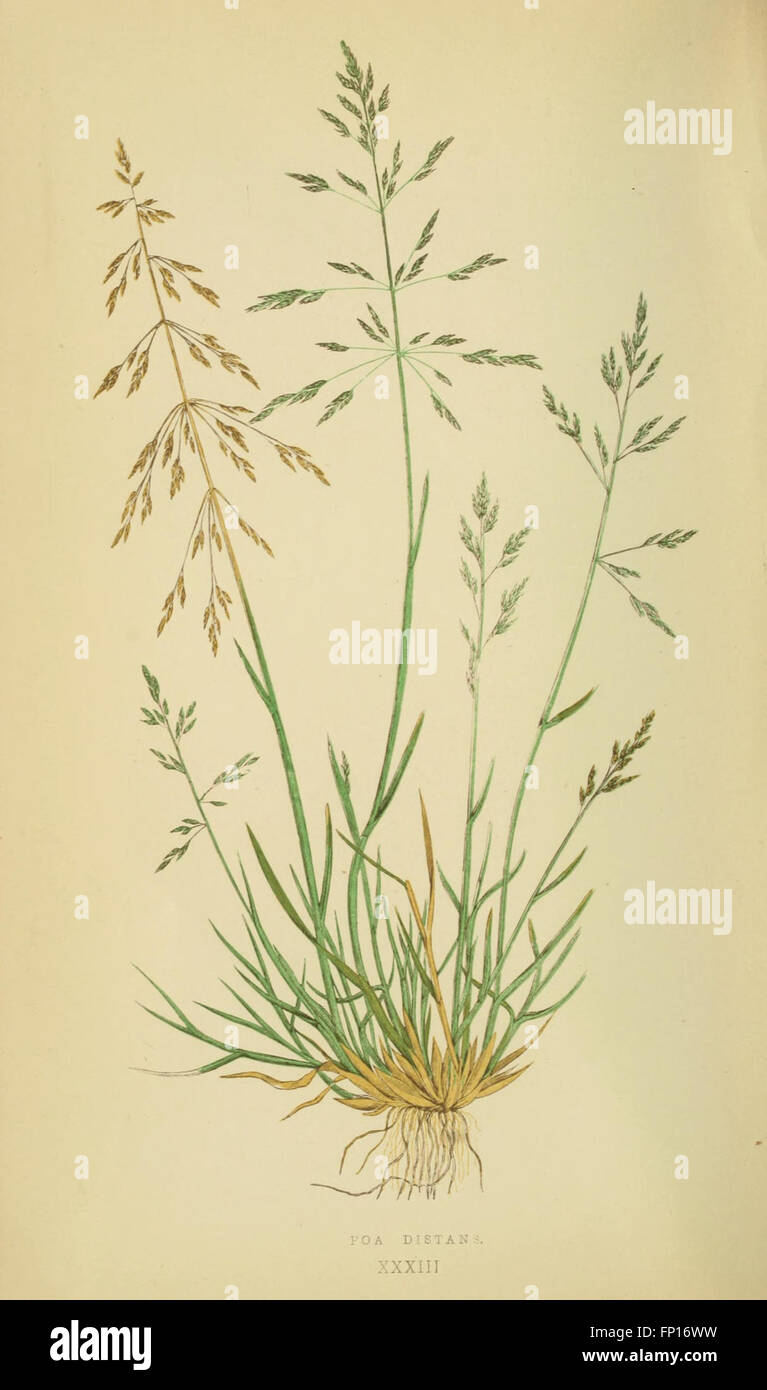 This plate showcases the diverse species of British grasses ...