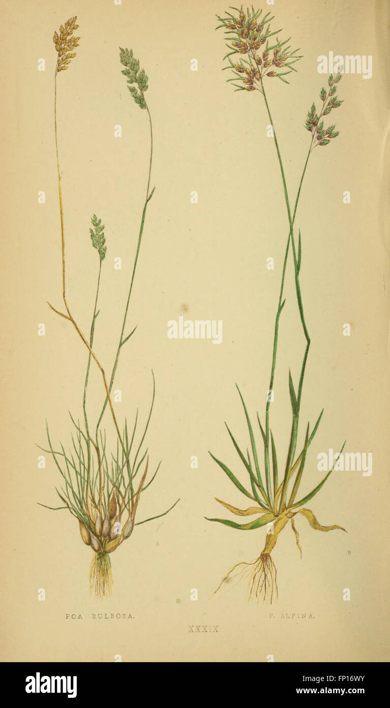 Natural history british grasses plate hi-res stock photography and ...
