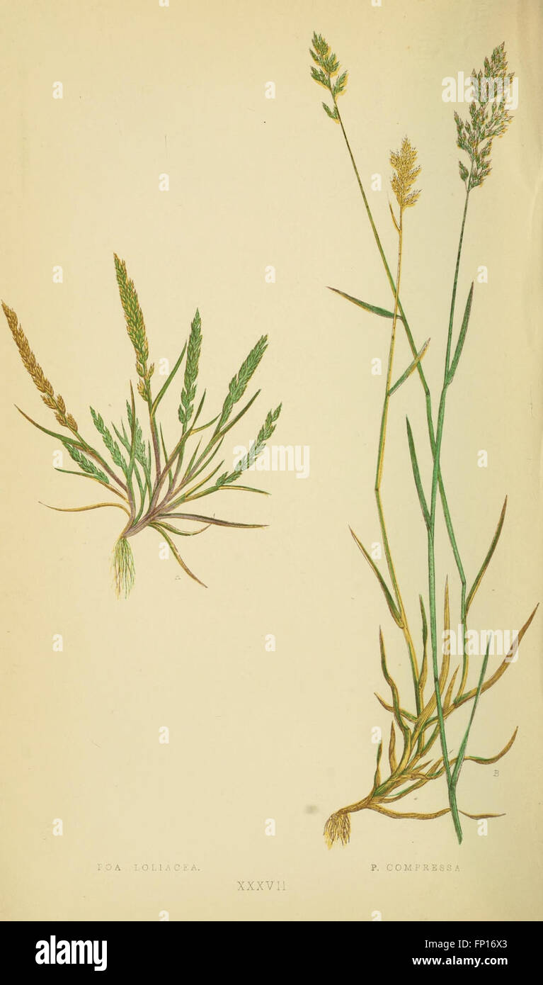 Natural history british grasses plate hi-res stock photography and ...