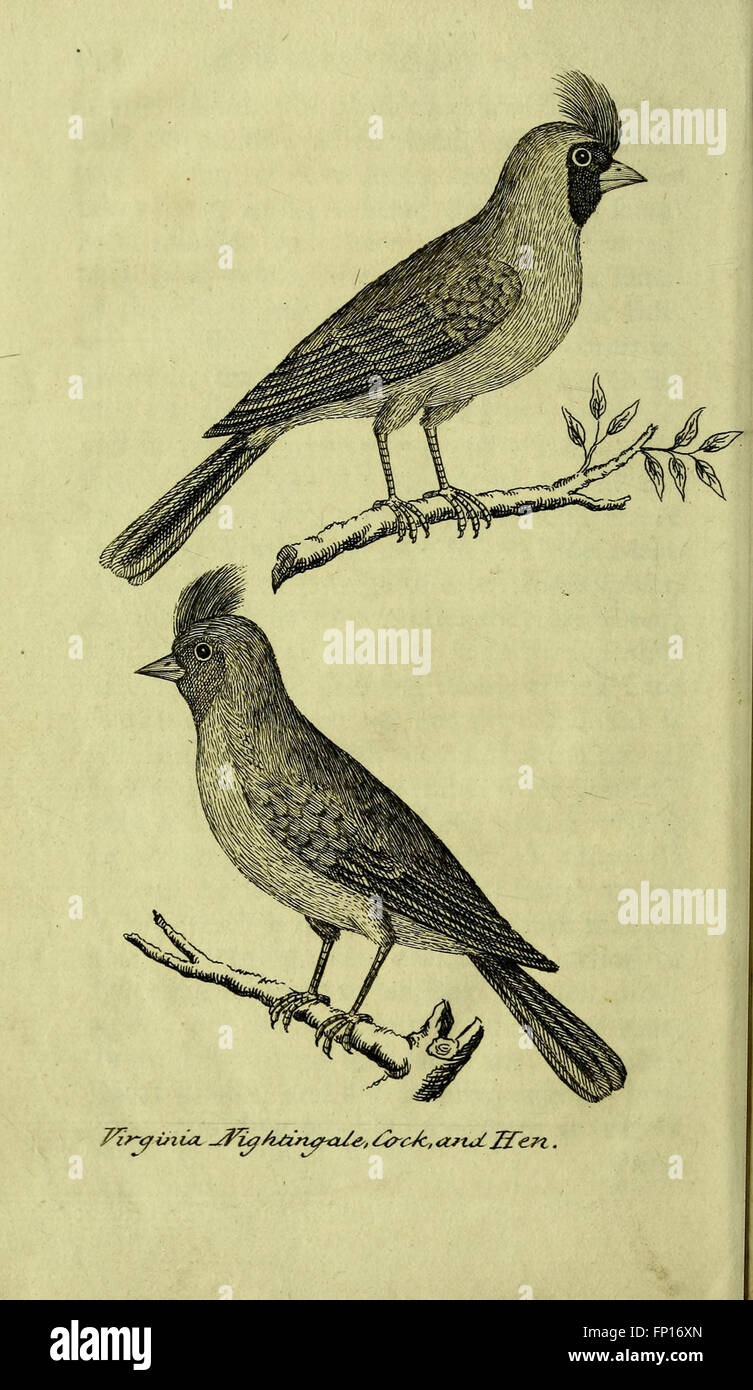 This illustration from 'A Natural History of English Song-birds ...