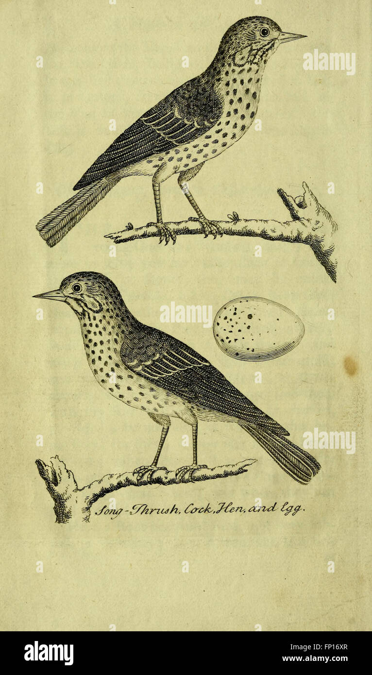 This plate from a natural history of English song-birds illustrates ...