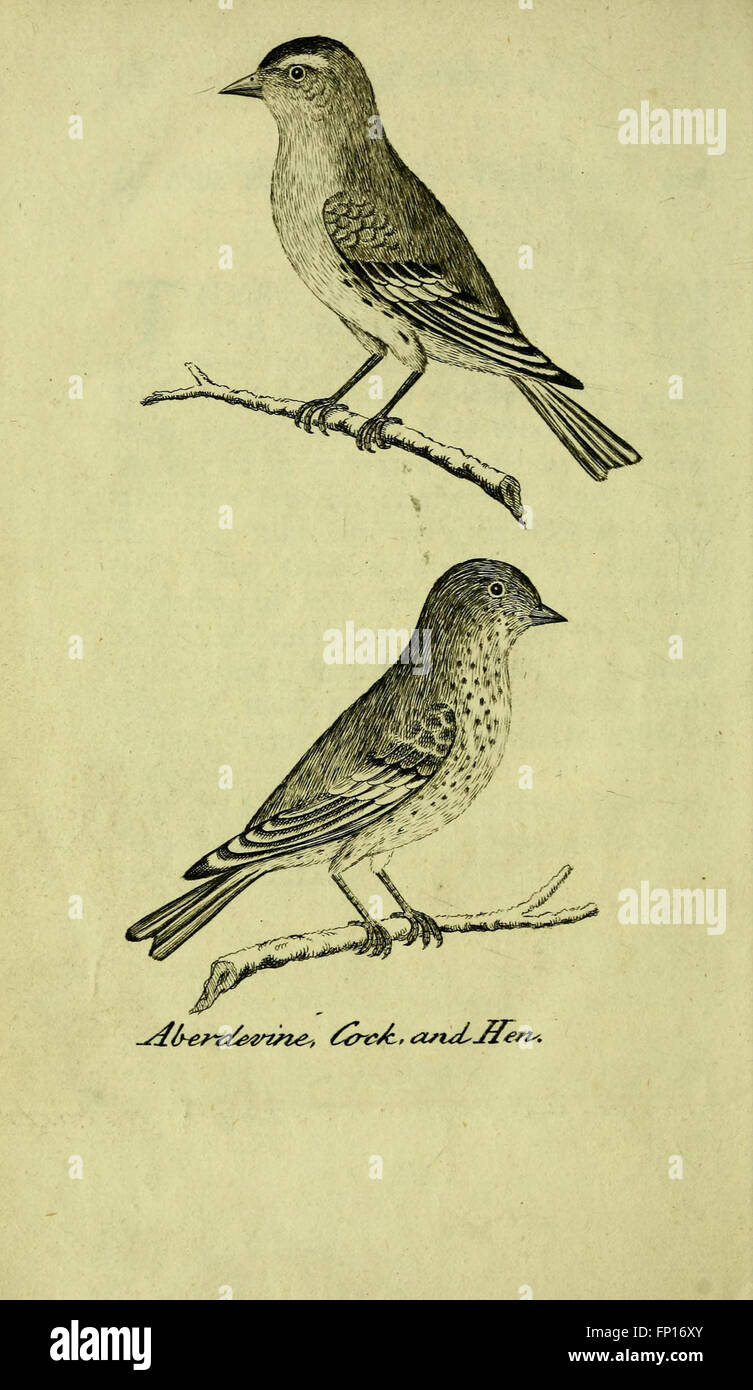 This plate from 'A Natural History of English Song-Birds' provides ...