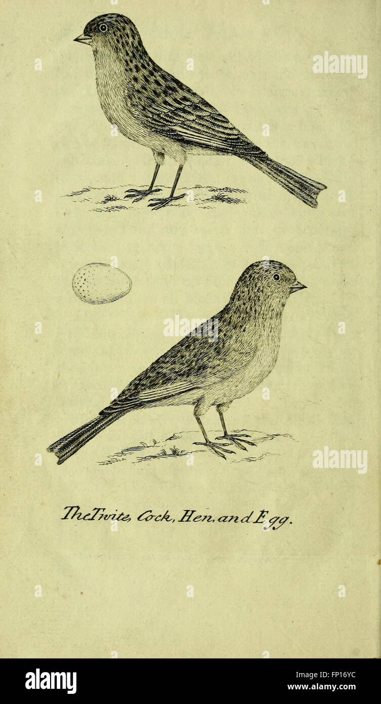 Plate 9 from 'A Natural History of English Song-Birds' showcases ...