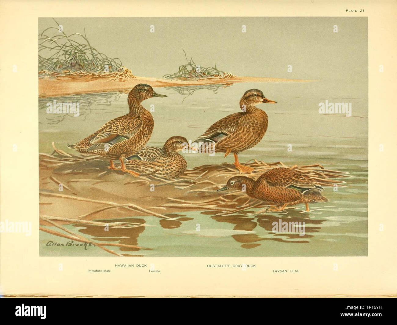 This natural history work provides detailed observations on the biology ...