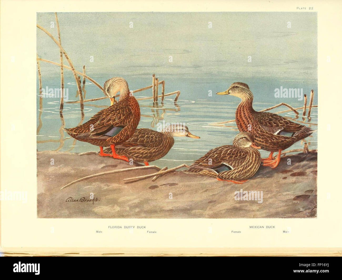 A natural history of the ducks (Plate 22 Stock Photo - Alamy